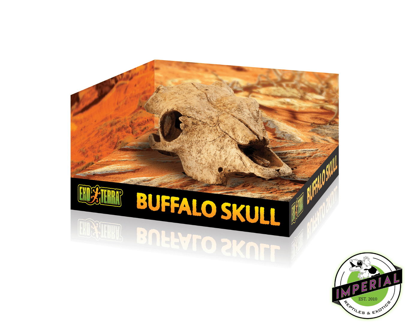 Mini Buffalo Skull For Sale - Imperial Reptiles – IMPERIAL REPTILES ...