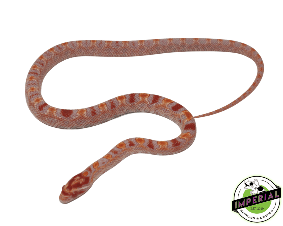reverse okeetee corn snake