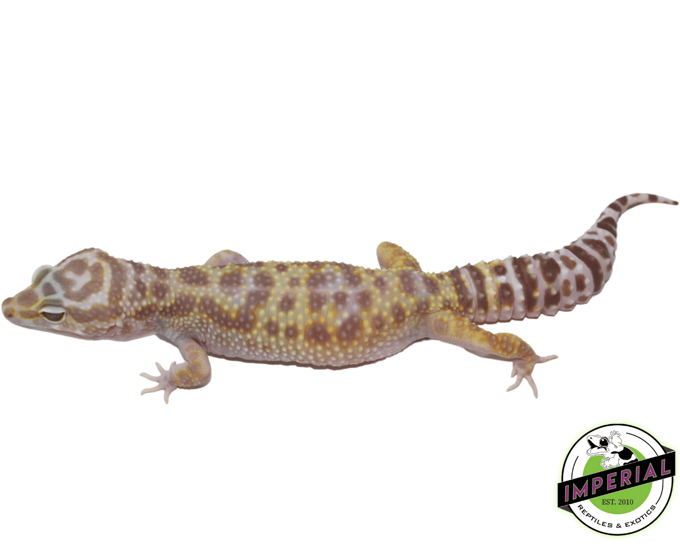 Chocolate Leopard Gecko Leopard Geckos For Sale | Snakes At Sunset