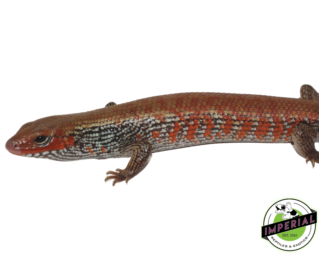 High Red Fire Skink For Sale - Imperial Reptiles – IMPERIAL REPTILES ...