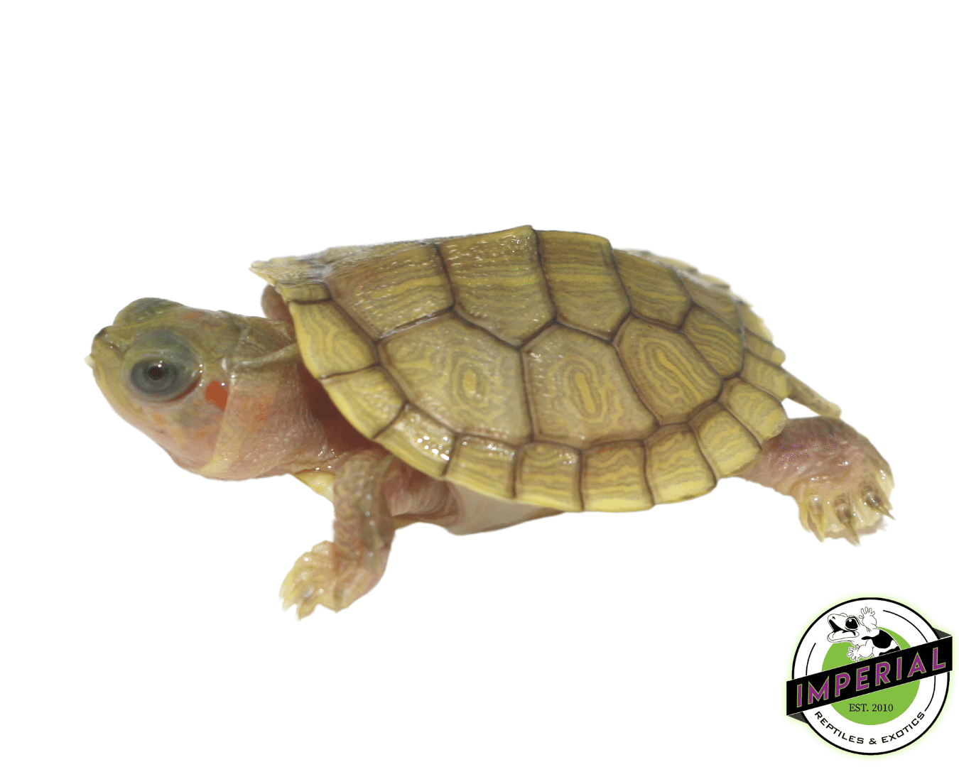 Hybino Red Ear Slider Turtle For Sale - Imperial Reptiles – IMPERIAL ...