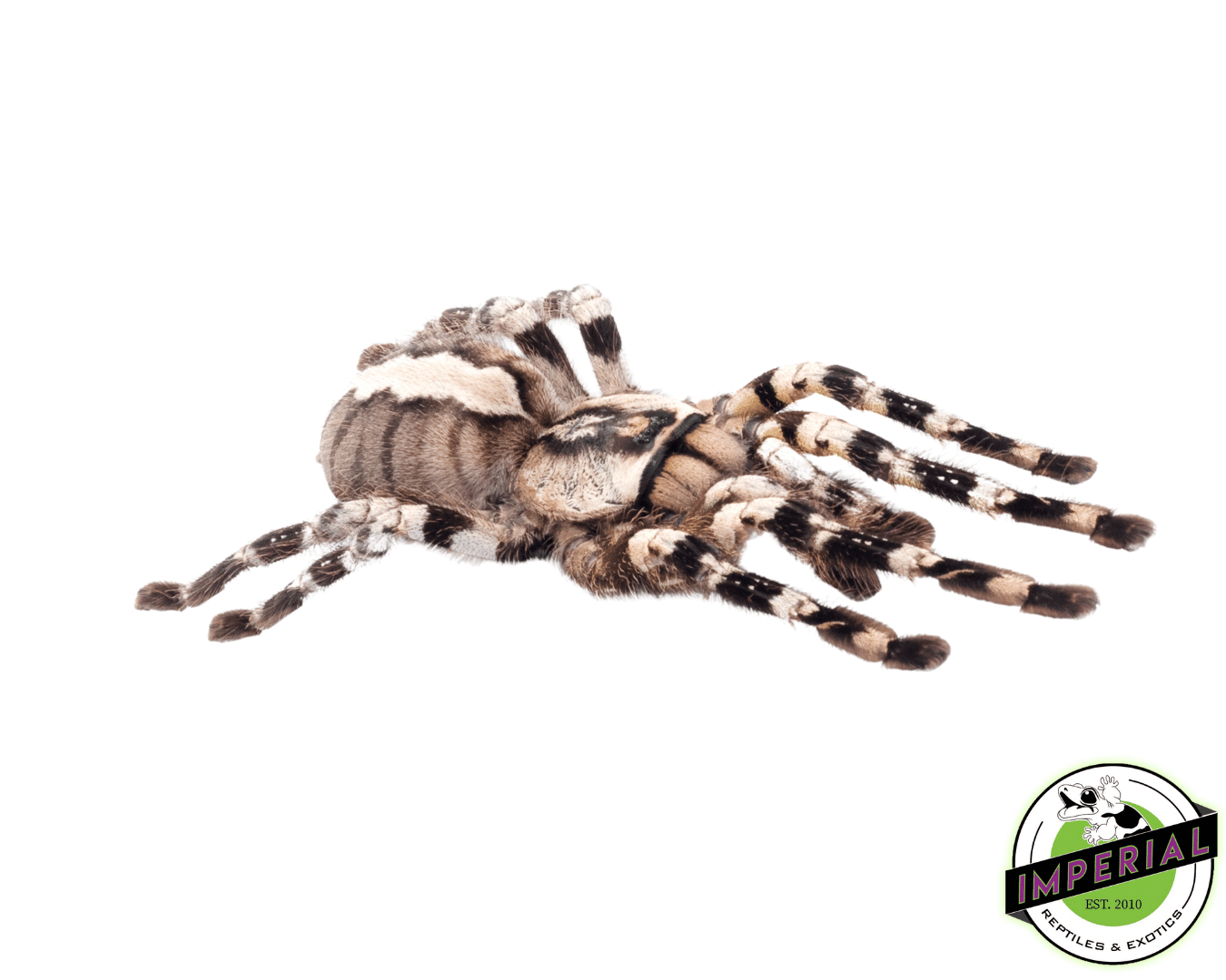 Indian Ornamental Tarantula For Sale - Imperial Reptiles – IMPERIAL ...