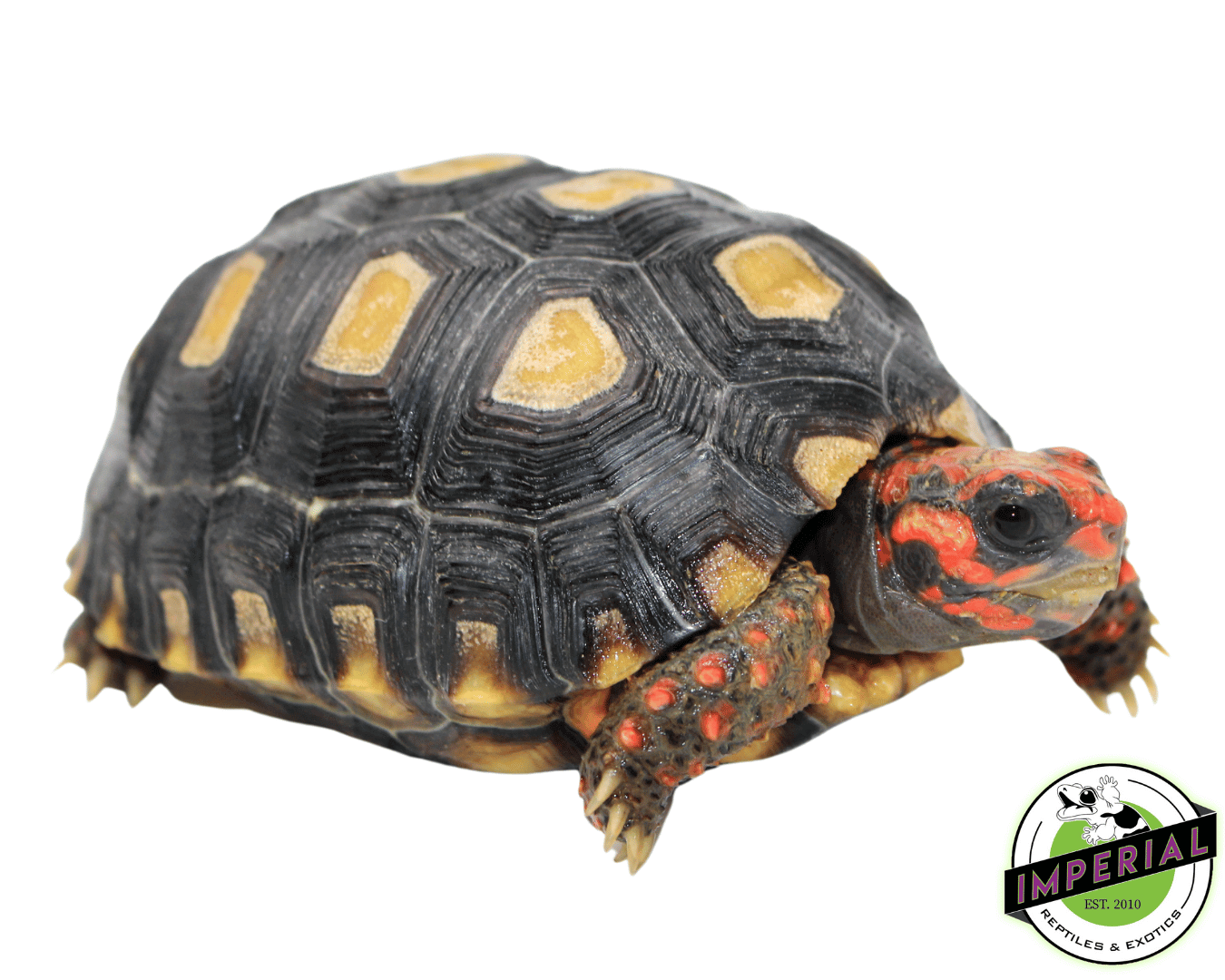 Brazilian Cherry Head Tortoise For Sale - Imperial Reptiles – IMPERIAL ...