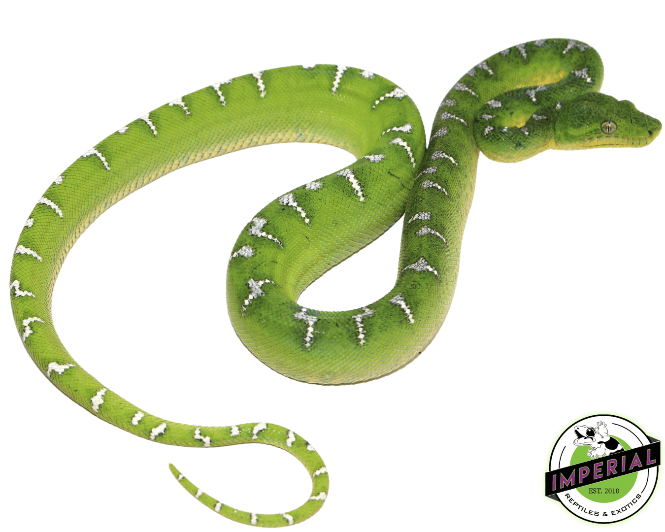 Emerald Tree Boa Juvenile For Sale - Imperial Reptiles – IMPERIAL ...