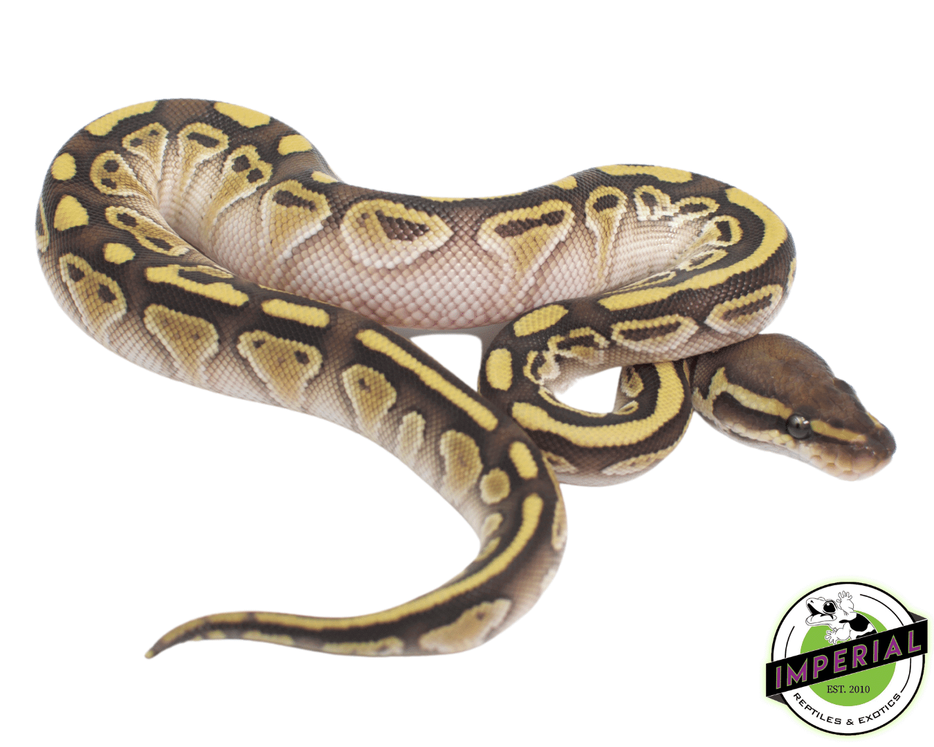 Lesser Het Clown Ball Python For Sale - Imperial Reptiles – IMPERIAL ...