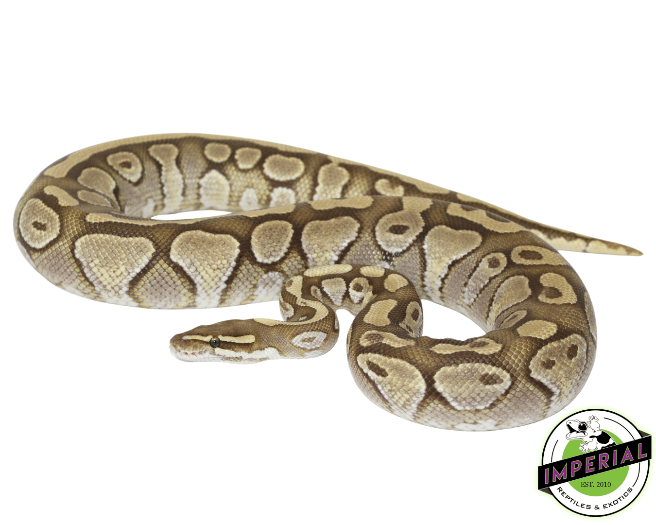 Pastel Lesser Ghost Ball Python For Sale - Imperial Reptiles – IMPERIAL ...