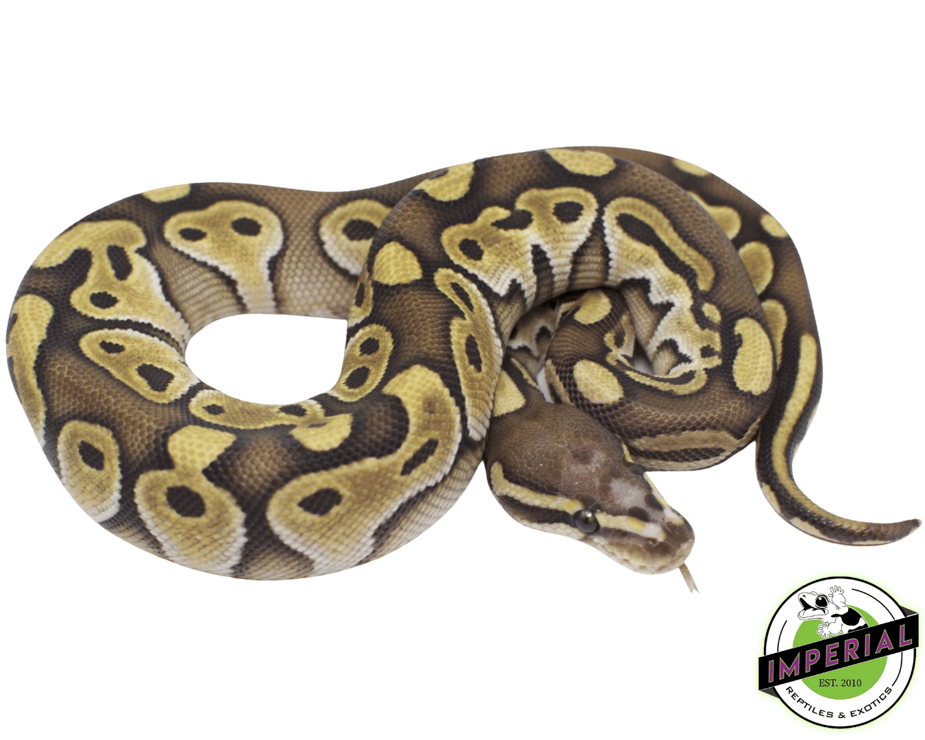 Lesser Scaleless Head Ball Python For Sale - Imperial Reptiles ...
