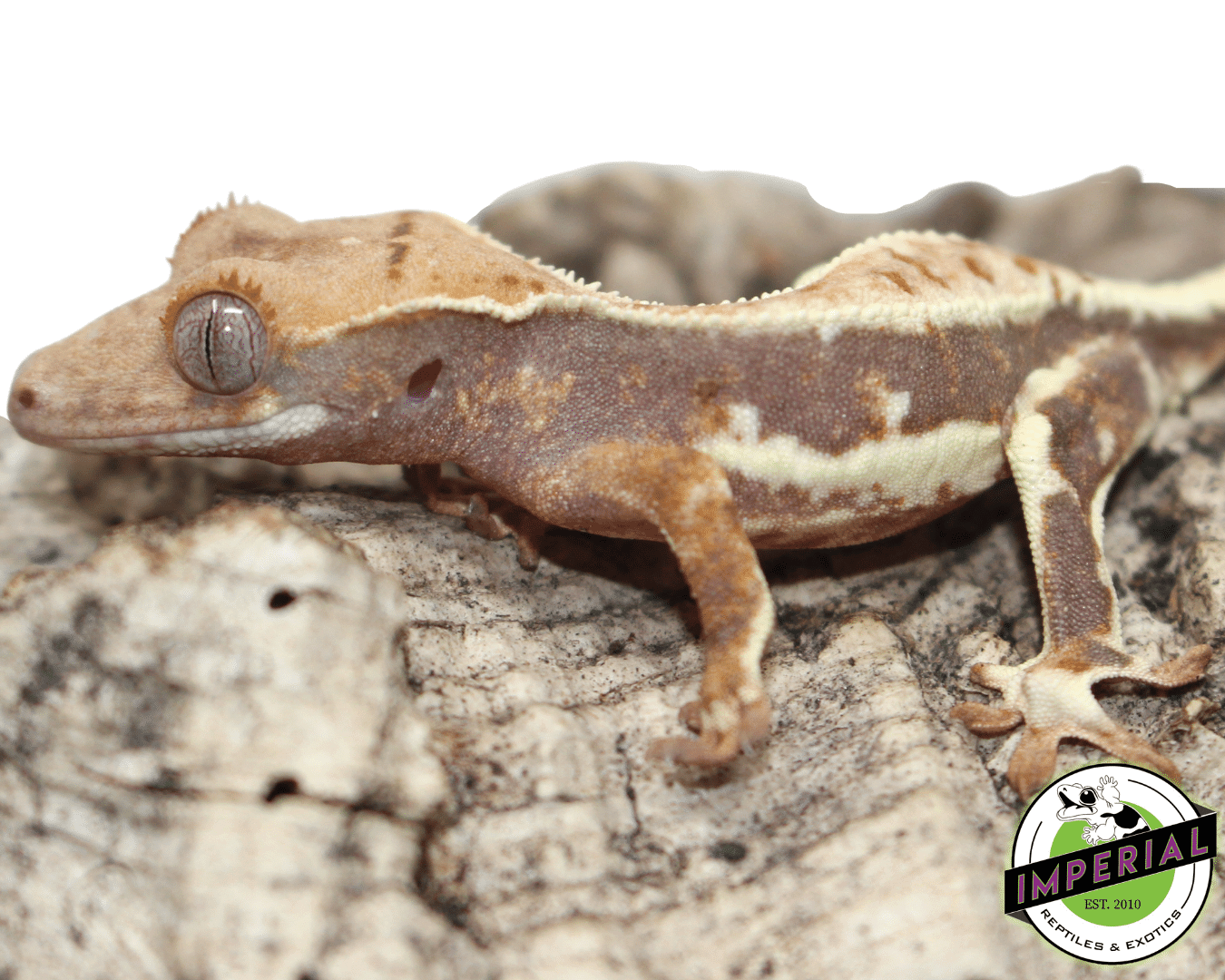 White Crested Gecko