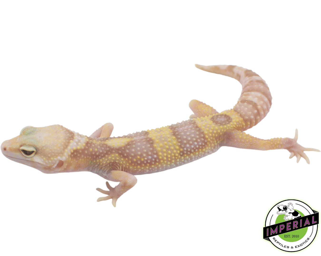 Mack Snow Eclipse Leopard Gecko Adult For Sale - Imperial Reptiles ...