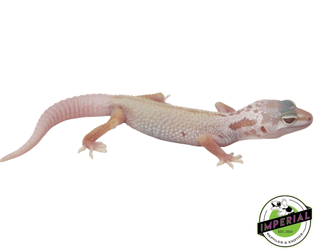 Leucistic Albino Gecko Leucistic Crested Geckos Explained YouTube