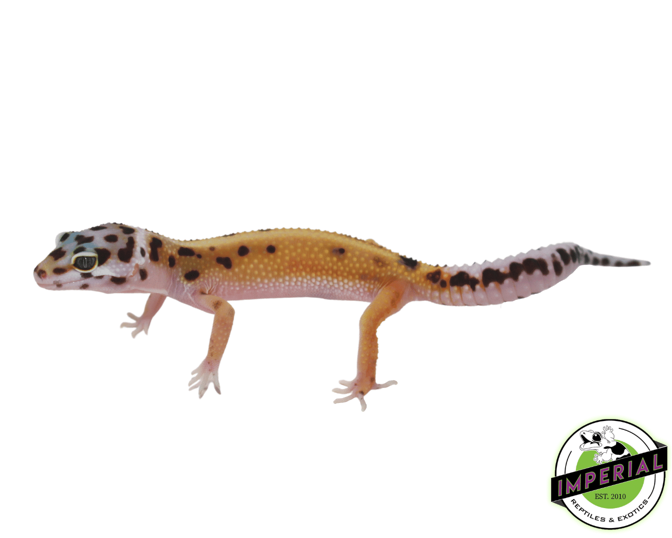 Mack Snow Bold Spot Leopard Gecko For Sale - Imperial Reptiles ...