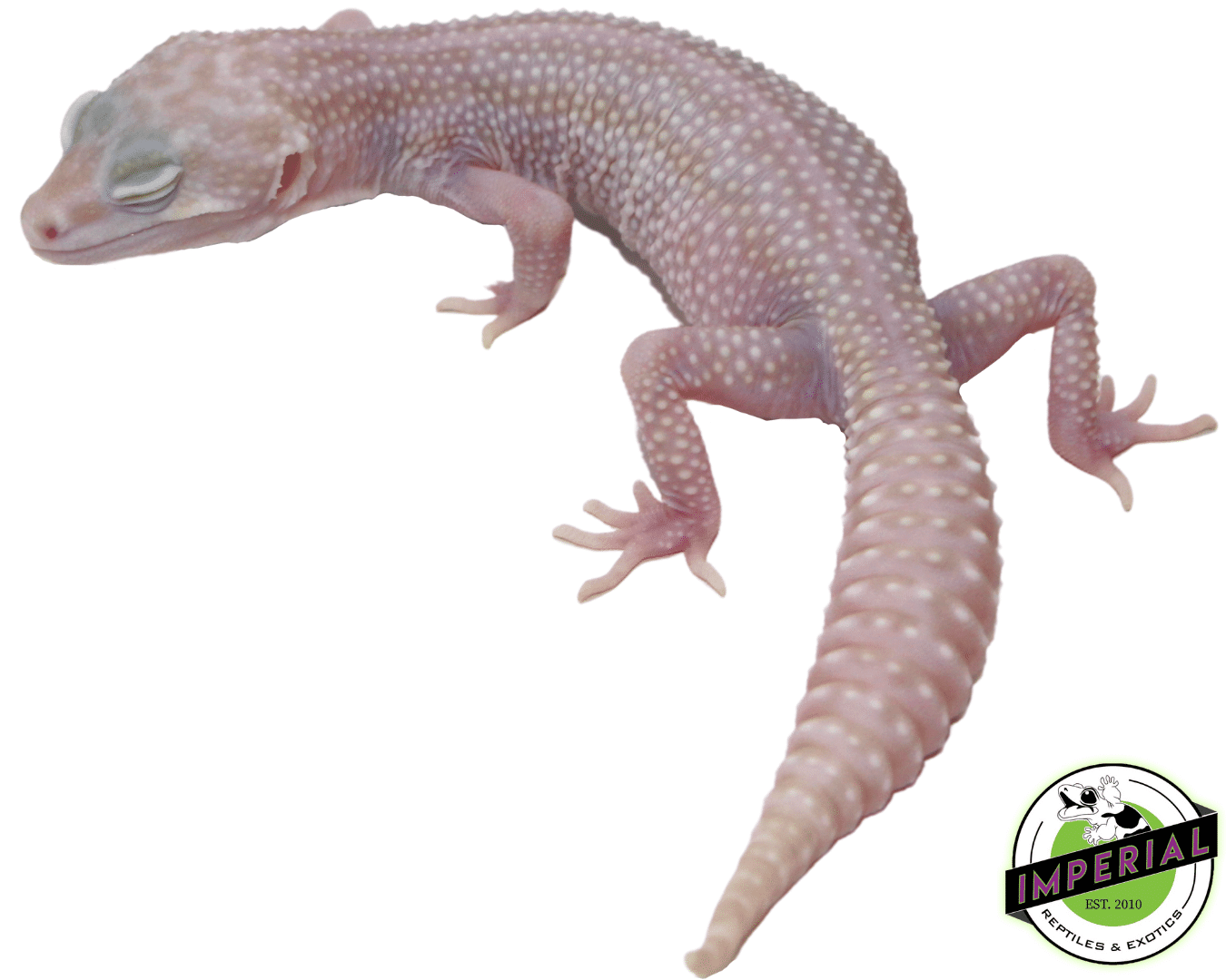 Leopard Gecko Mack Super Snow Juvenile Mack Super Snow Albino