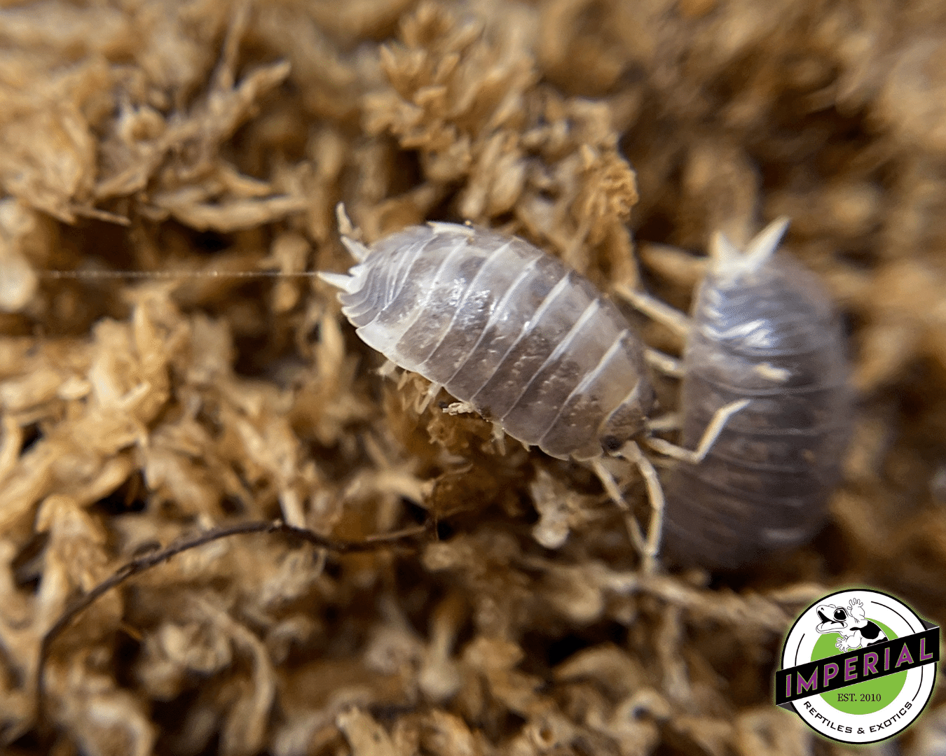 Porcellio laevis 'Milkback' Isopods For Sale - Imperial Reptiles ...