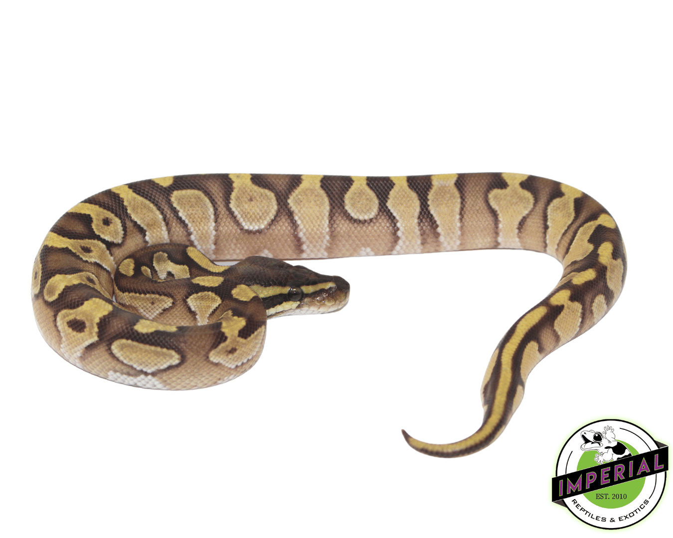 Mochi Ball Python For Sale - Imperial Reptiles – IMPERIAL REPTILES ...