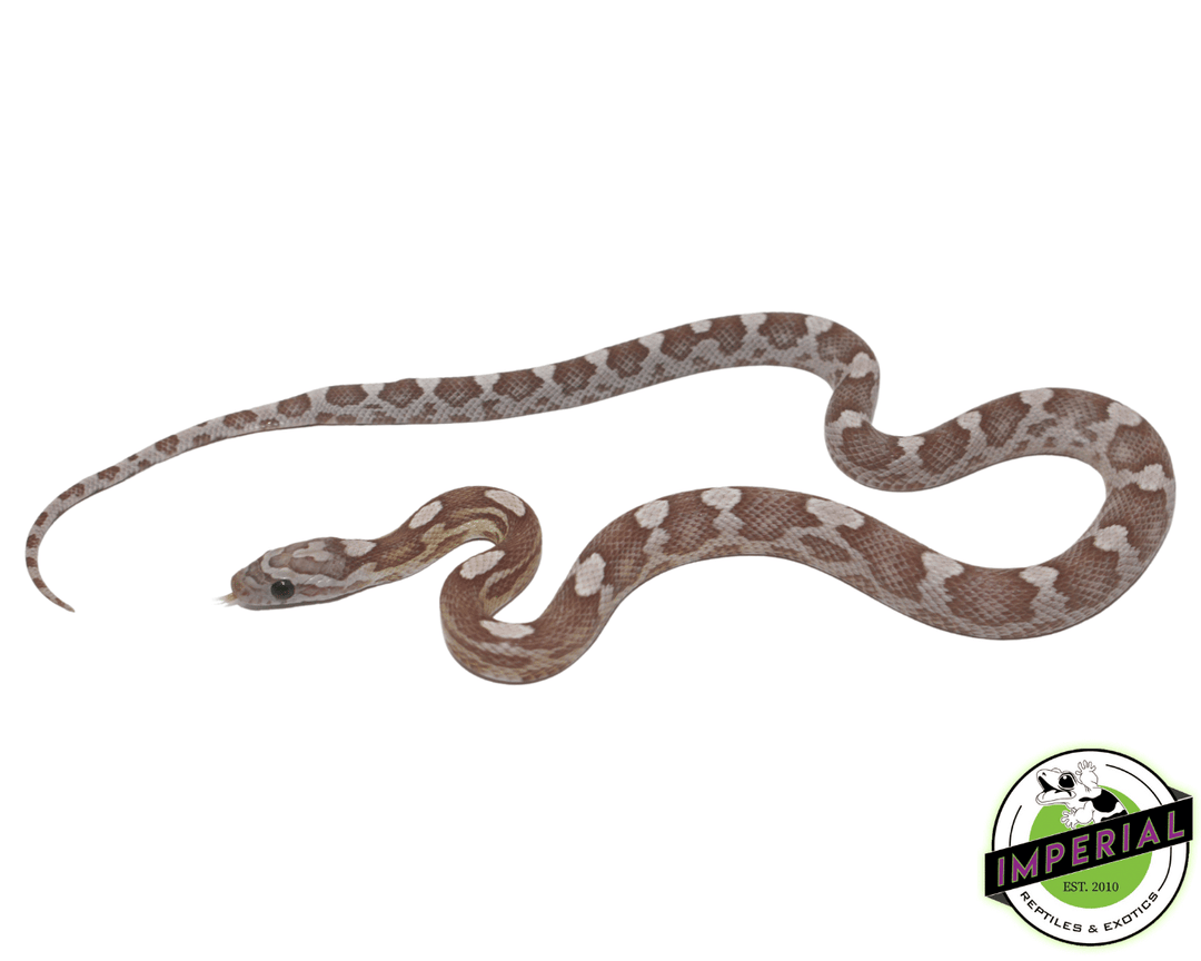 charcoal ghost corn snake