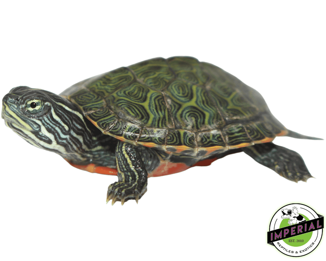 Snapping Cooter Turtle