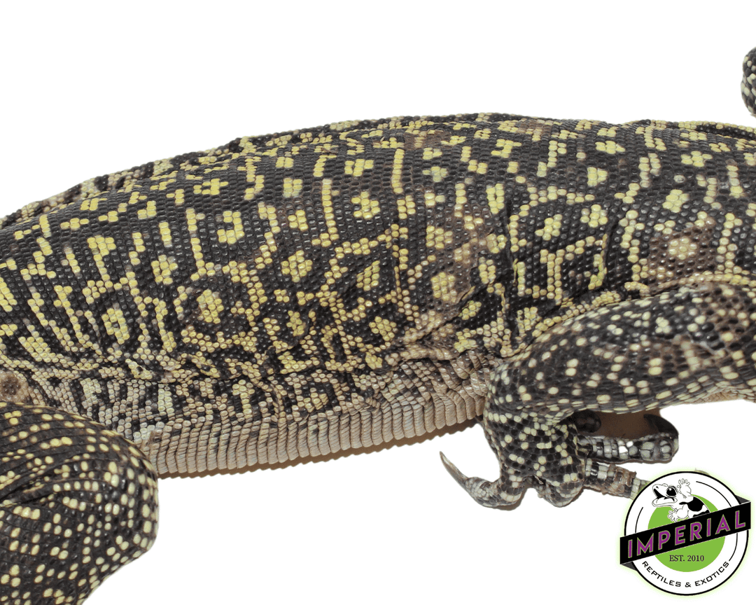 Blue Spot Monitor