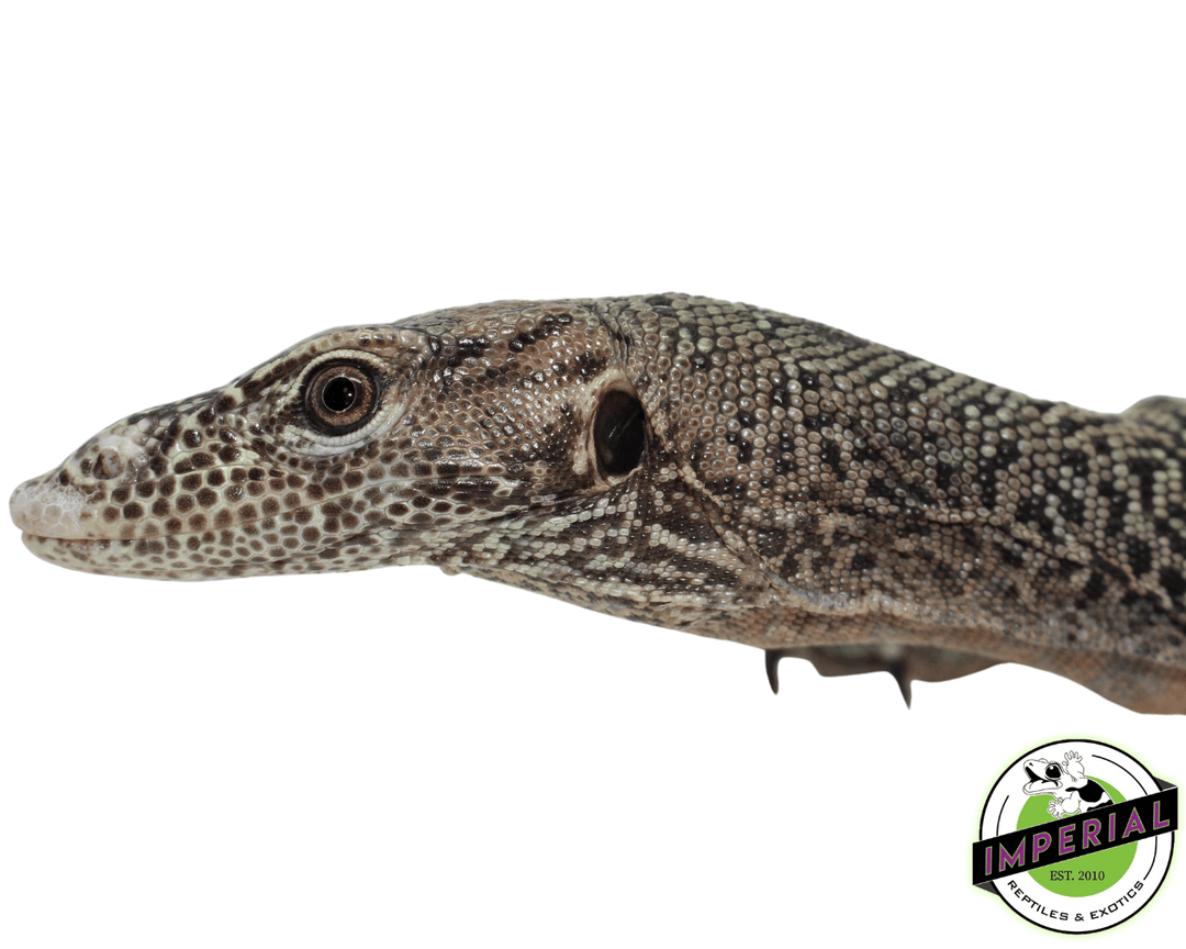 Blue Spot Monitor