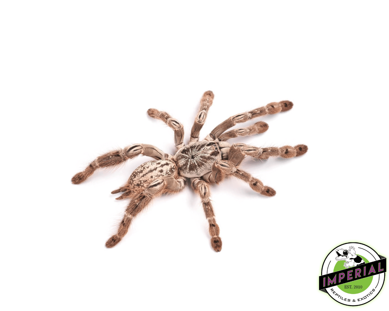 Togo Starburst Baboon Tarantula For Sale - Imperial Reptiles – IMPERIAL ...