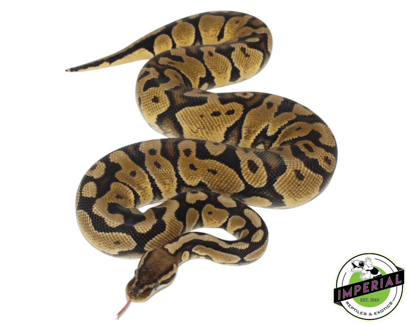 Pastel Ball Python Adult For Sale - Imperial Reptiles – IMPERIAL ...