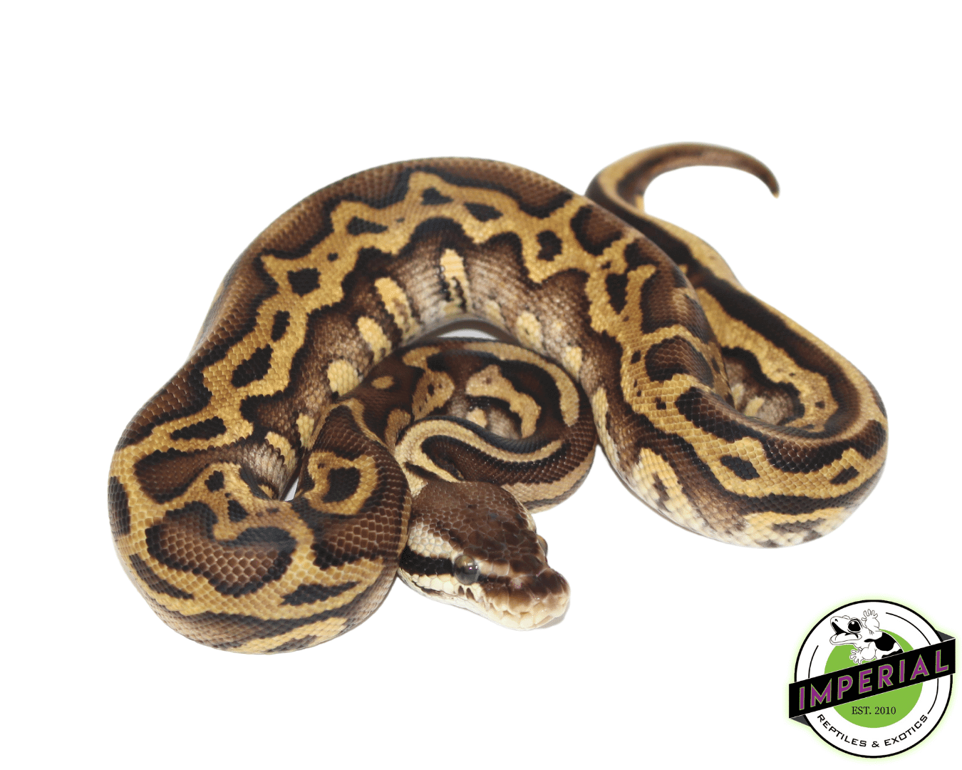 Hidden Gene Woma Pastel Yellowbelly Ball Python For Sale - Imperial ...