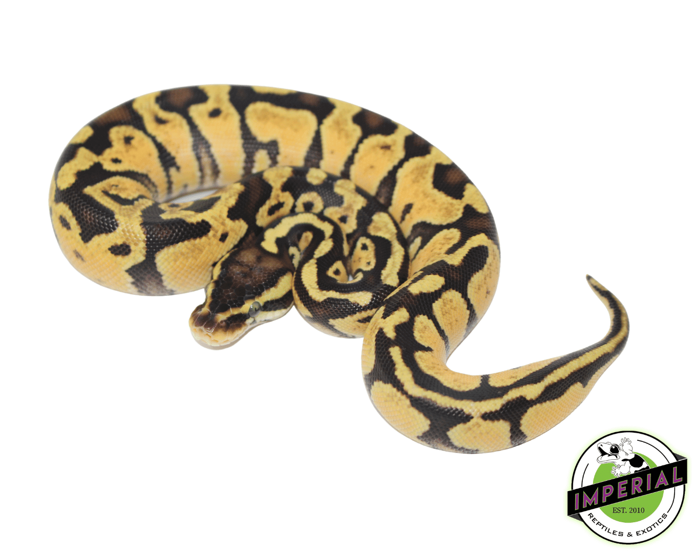 Pastel Russo Ball Python For Sale - Imperial Reptiles – IMPERIAL ...