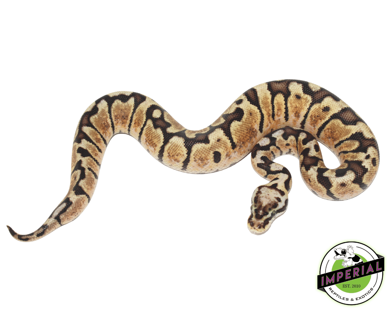 Pastel Woma Ball Python For Sale - Imperial Reptiles – IMPERIAL ...