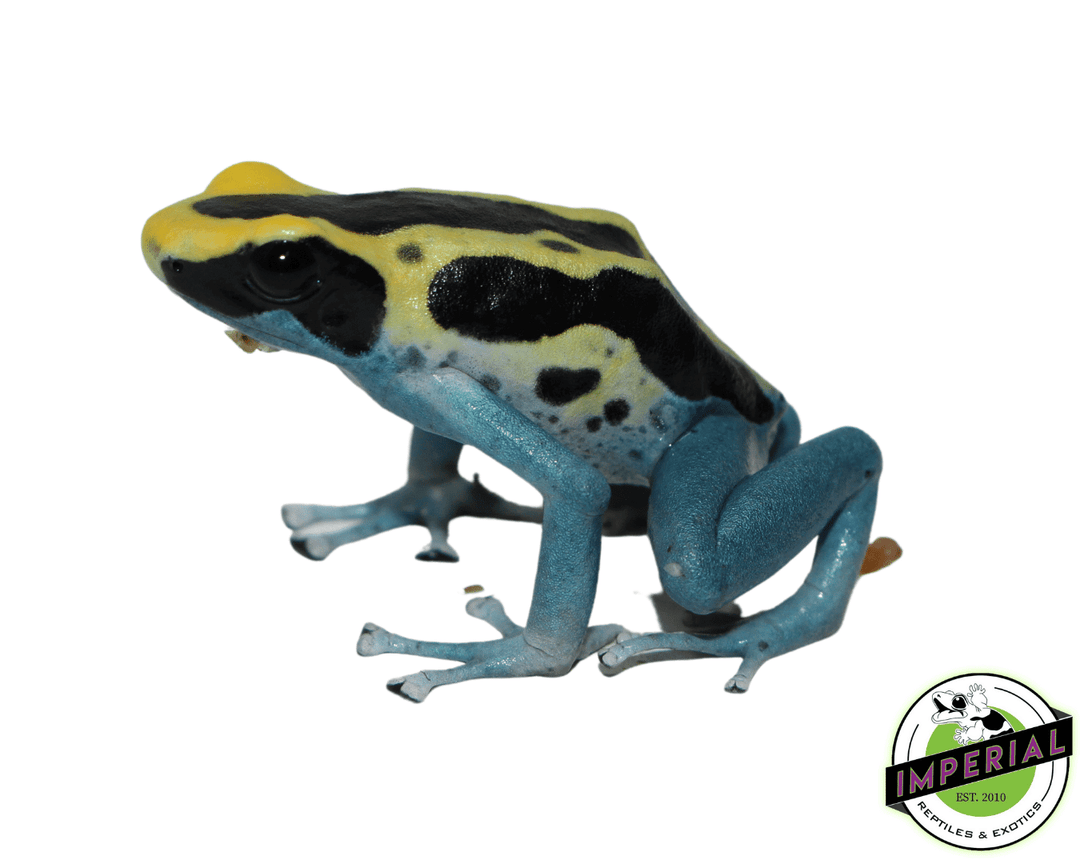 Frog Bag Premium Photo | Blue Poison Dart Frog Dendrobates Tinctorius ...