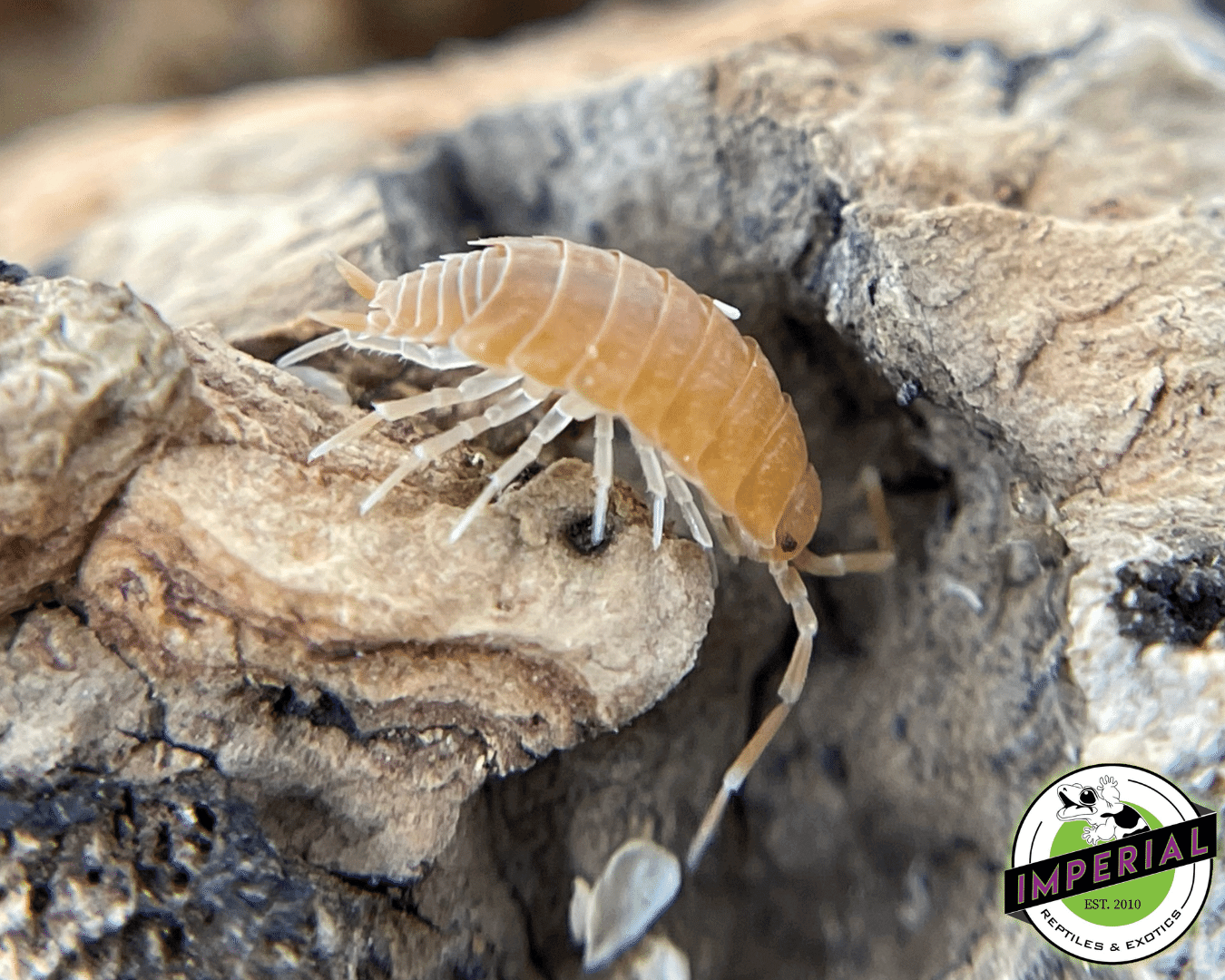 Porcellionides pruinosus 'Powder Orange' Isopods For Sale - Imperial ...