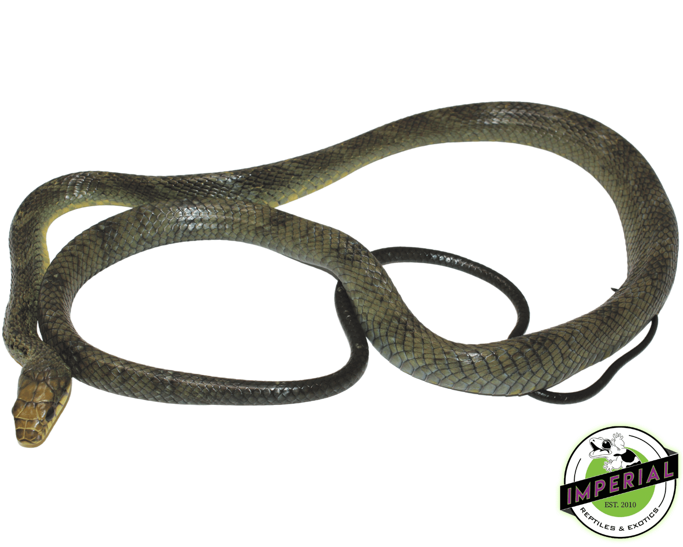 Yellow Puffing Snake For Sale - Imperial Reptiles – IMPERIAL REPTILES ...