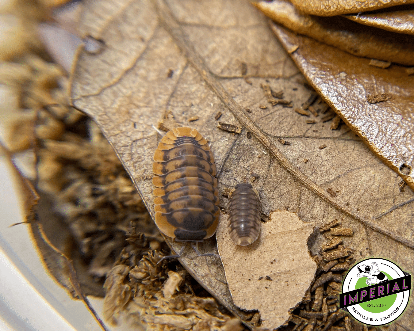 Cubaris sp. "Red Skirt" Isopods For Sale - Imperial Reptiles – IMPERIAL ...