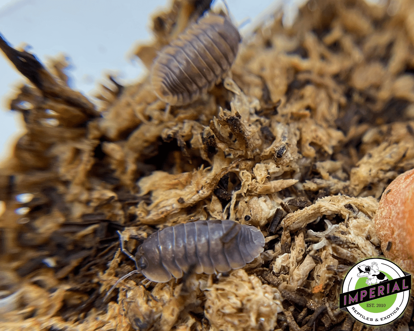 Red Tiger Isopods For Sale - Imperial Reptiles – IMPERIAL REPTILES ...