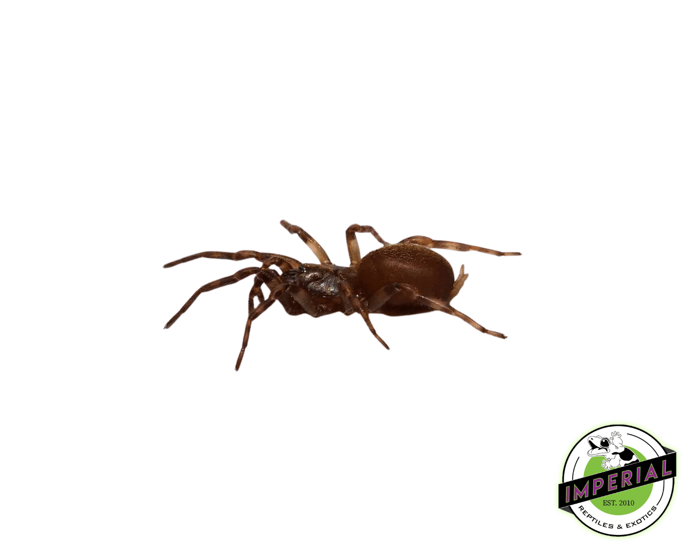 Rurrenabaque Golden Waferlid True Spider For Sale - Imperial Reptiles ...