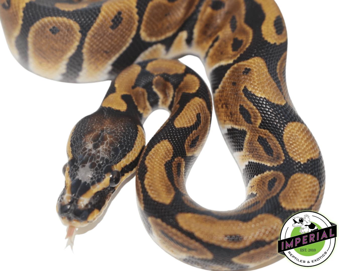 Scaleless Ball Python