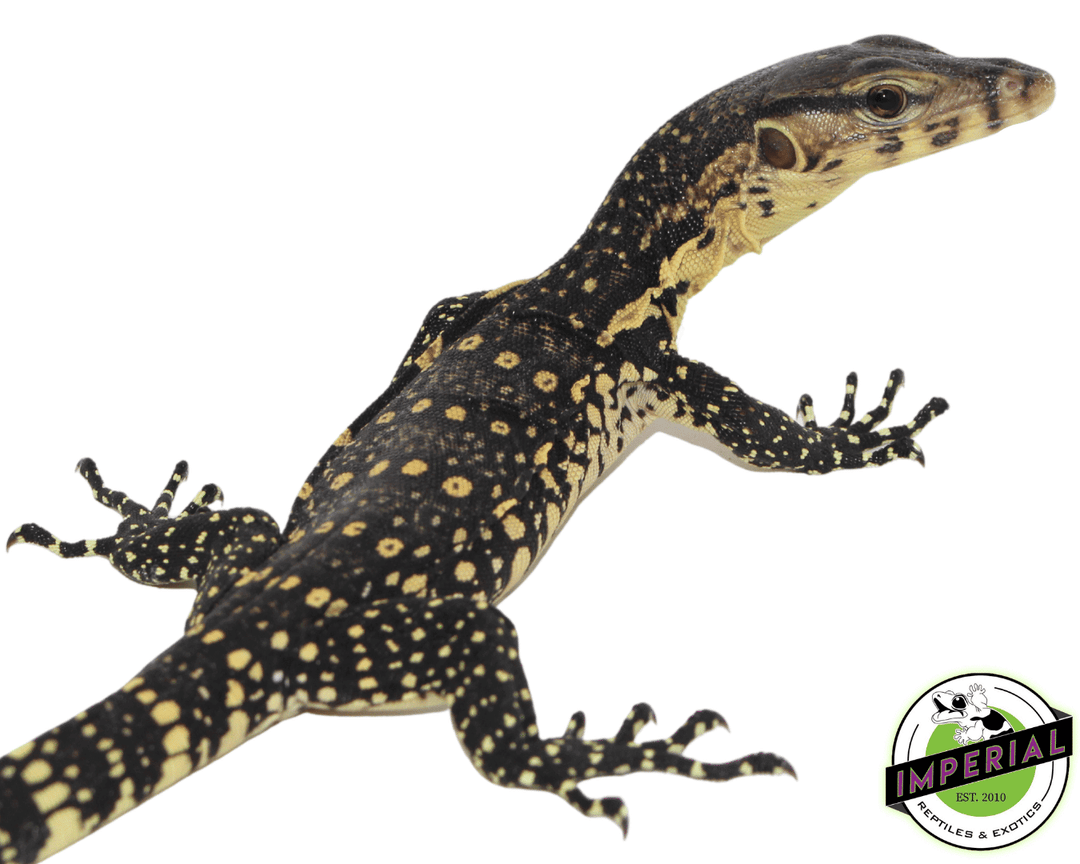 Water Monitor Pet New Lizard Invading Florida Can Climb Houses And