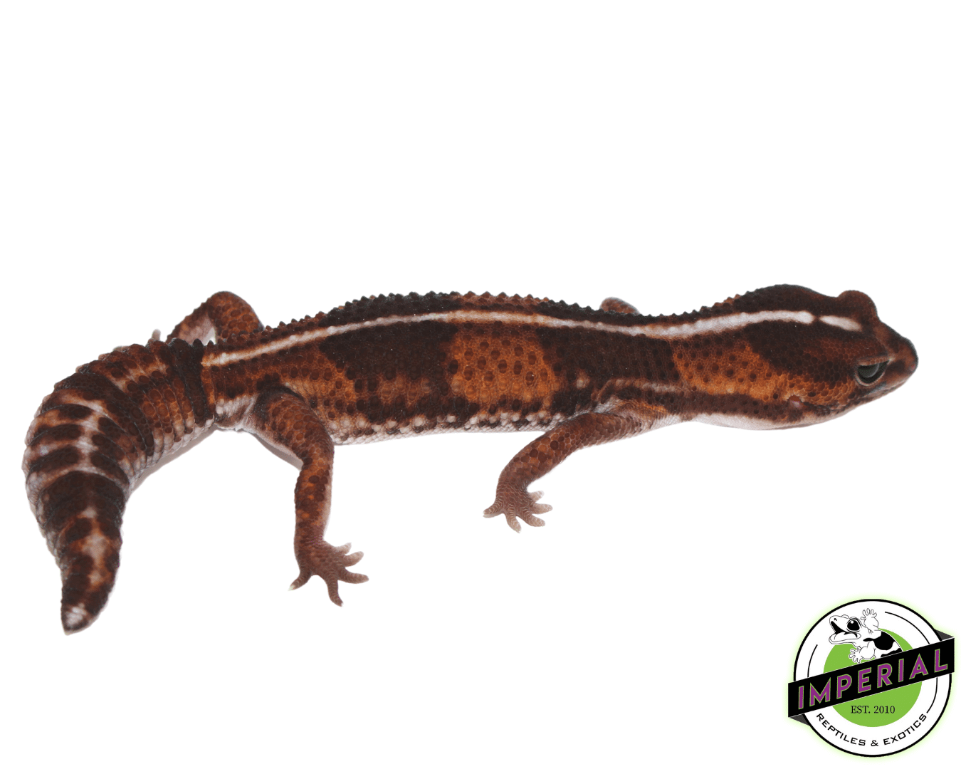 Striped 100% het. Amel ph Patternless African Fat Tail Gecko Adult Fem ...
