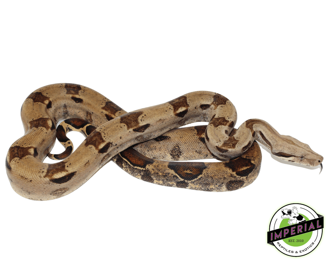 Colombian Red Tail Boa For Sale - Imperial Reptiles – IMPERIAL REPTILES ...