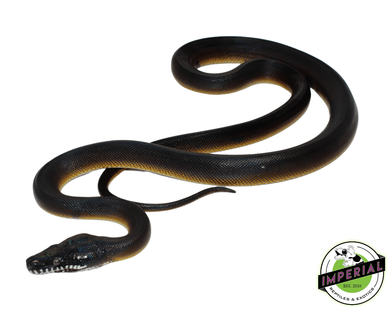 Northern White Lipped Python For Sale - Imperial Reptiles – IMPERIAL ...