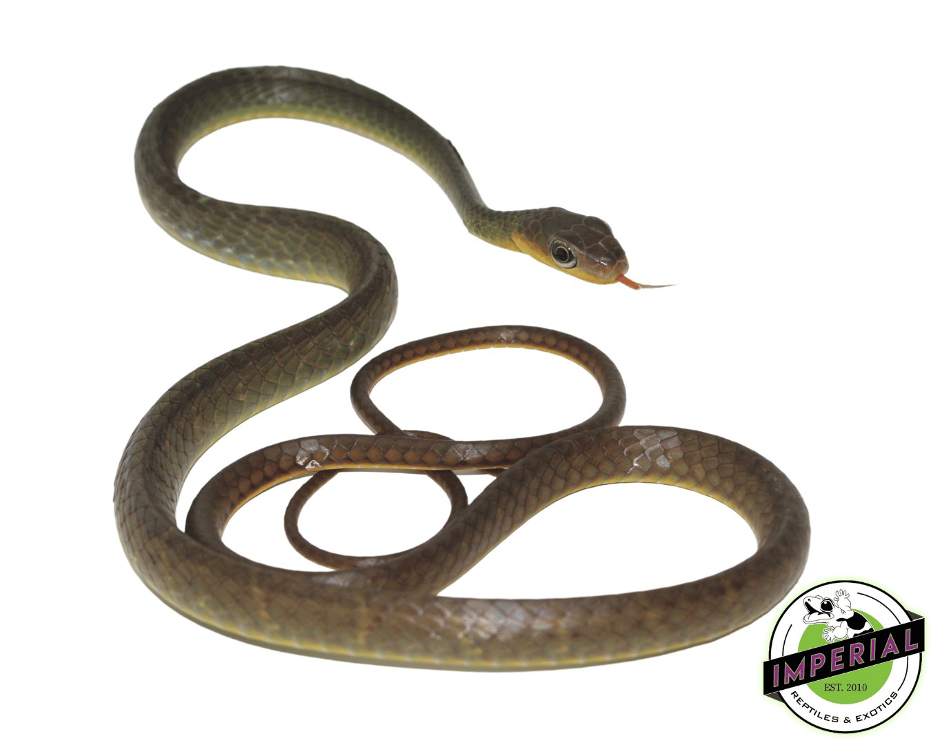 Long Tail Machete Snake Juvenile – IMPERIAL REPTILES & EXOTICS