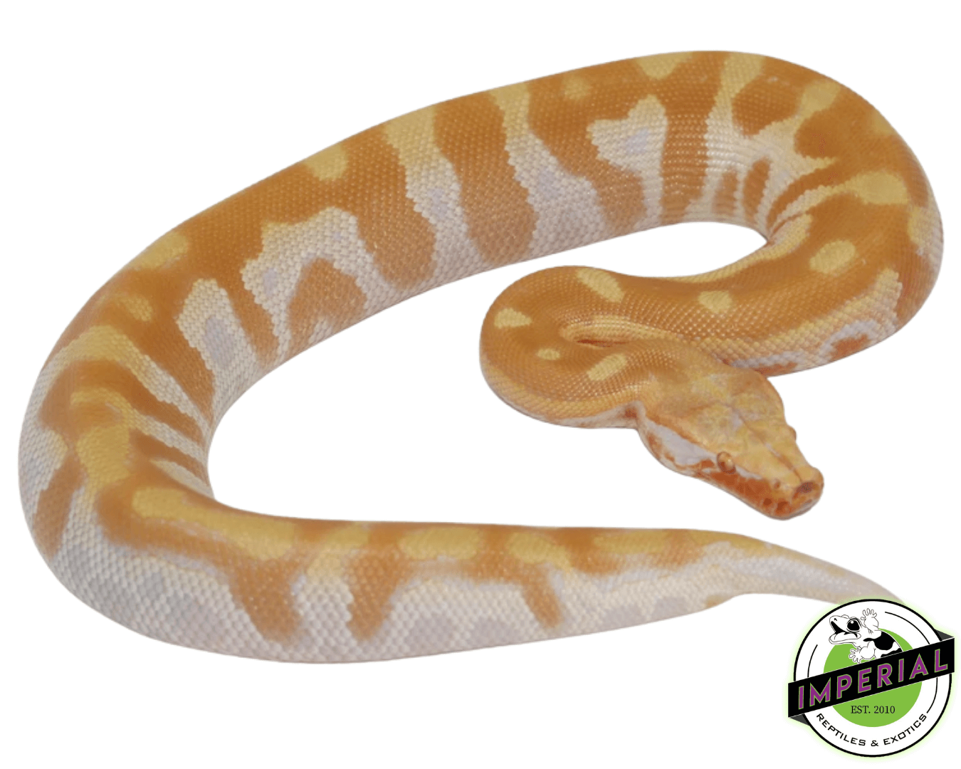 T- Albino Blood Python For Sale - Imperial Reptiles – IMPERIAL REPTILES ...