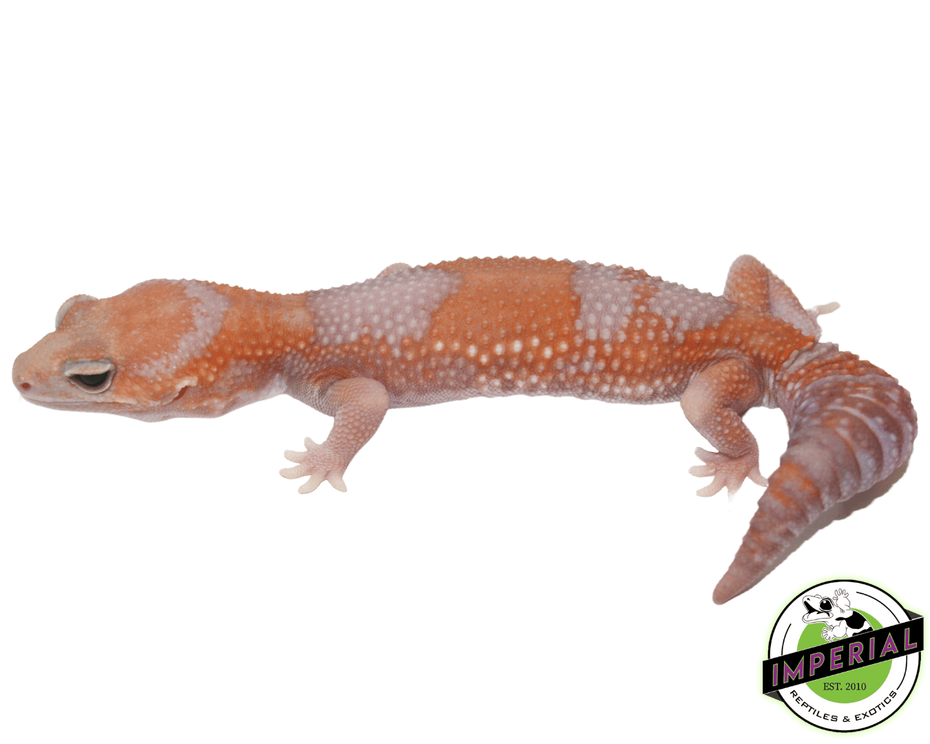 Tangerine Amel het Patternless African Fat Tail Gecko For Sale ...