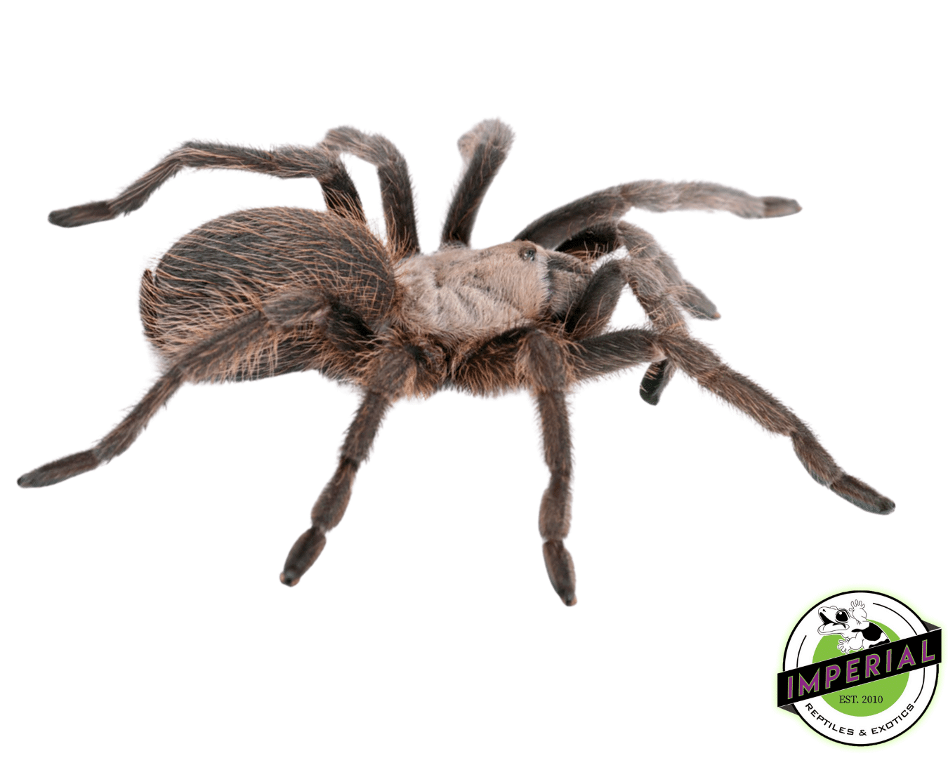 Texas Brown Tarantula For Sale - Imperial Reptiles – IMPERIAL REPTILES ...