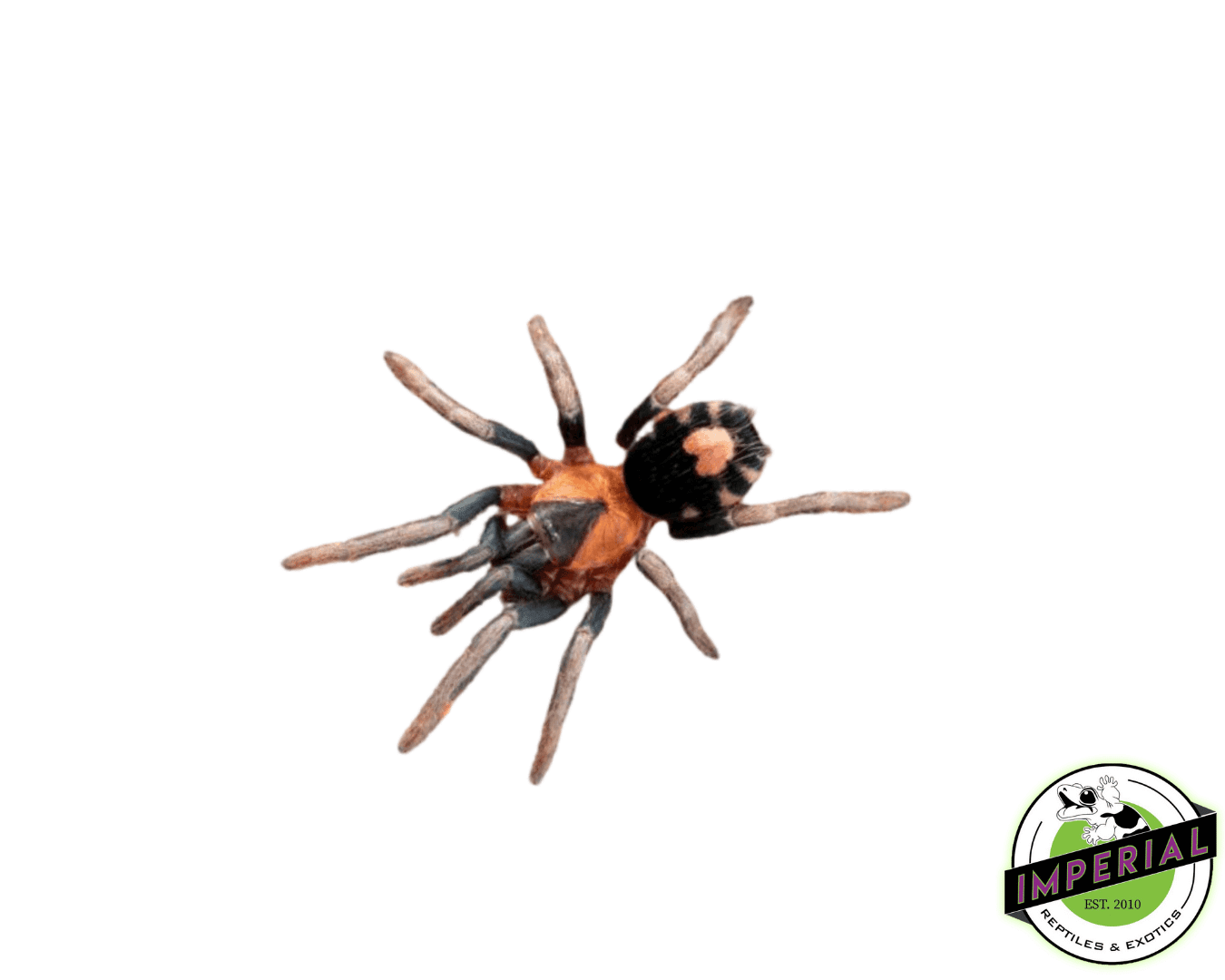 Trinidadian Dwarf Tiger-Rump Tarantula For Sale - Imperial Reptiles ...