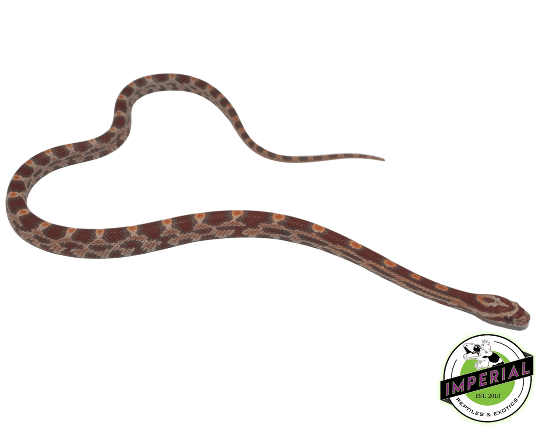 Ultramel Corn Snake