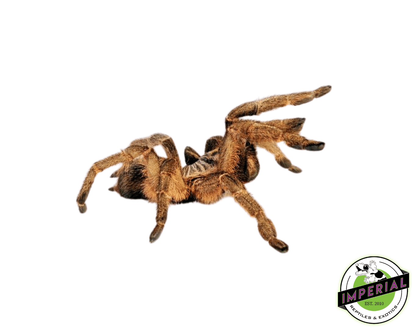 Unicorn Horned Baboon Tarantula For Sale - Imperial Reptiles – IMPERIAL ...