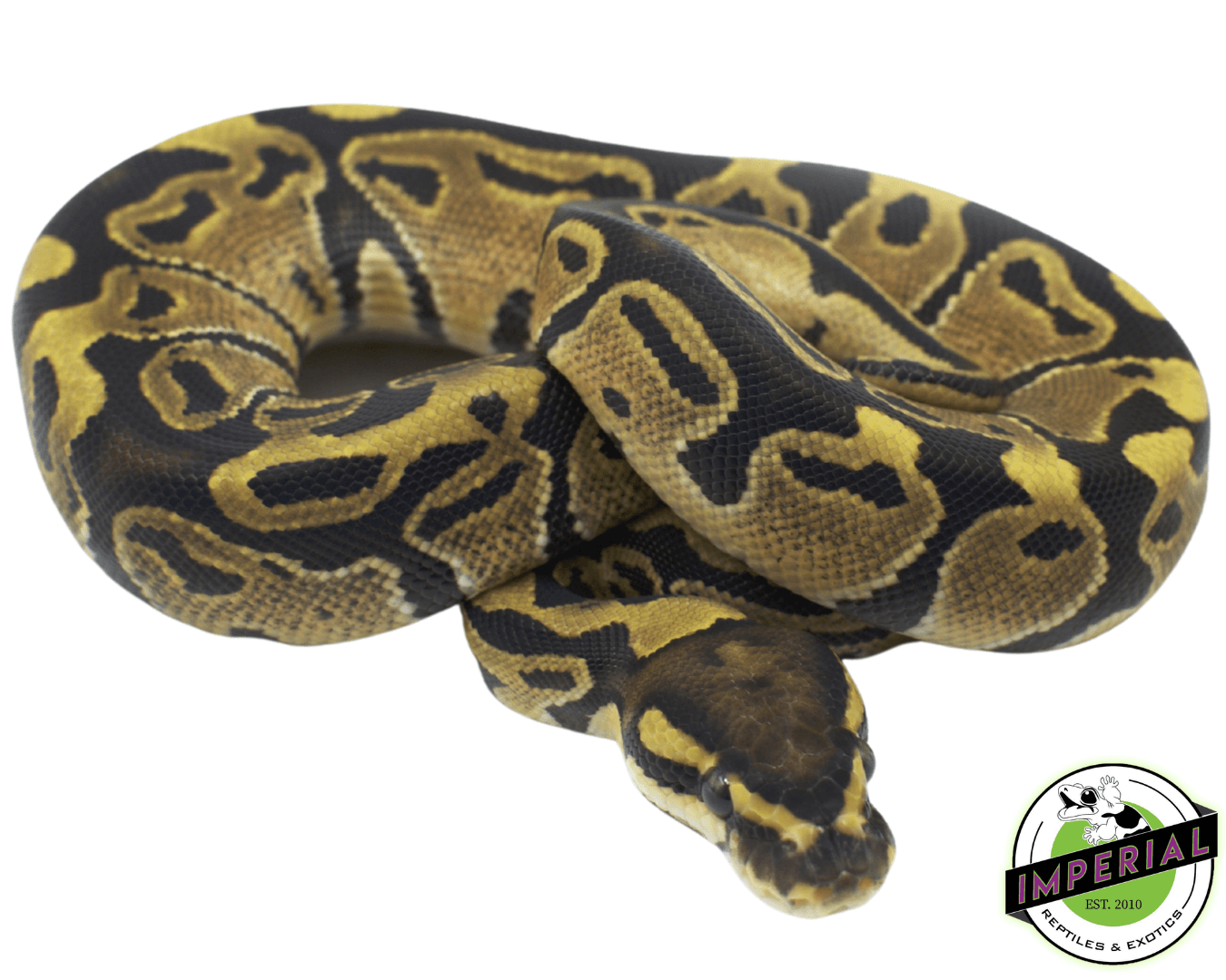 Vanilla Ball Python For Sale - Imperial Reptiles – IMPERIAL REPTILES ...
