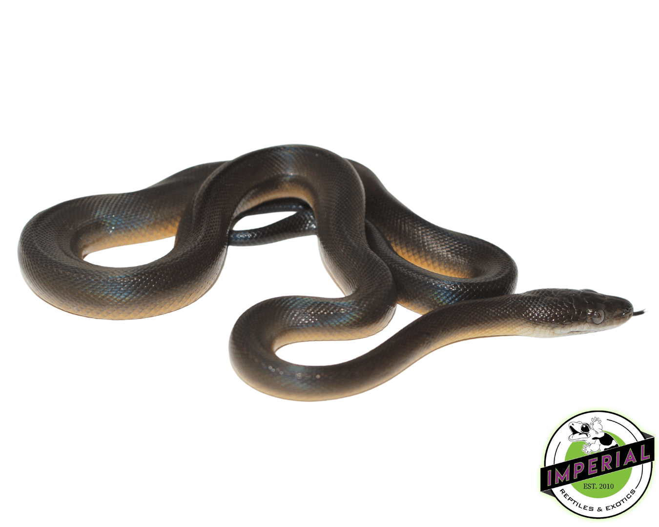 Water Python For Sale - Imperial Reptiles – IMPERIAL REPTILES & EXOTICS