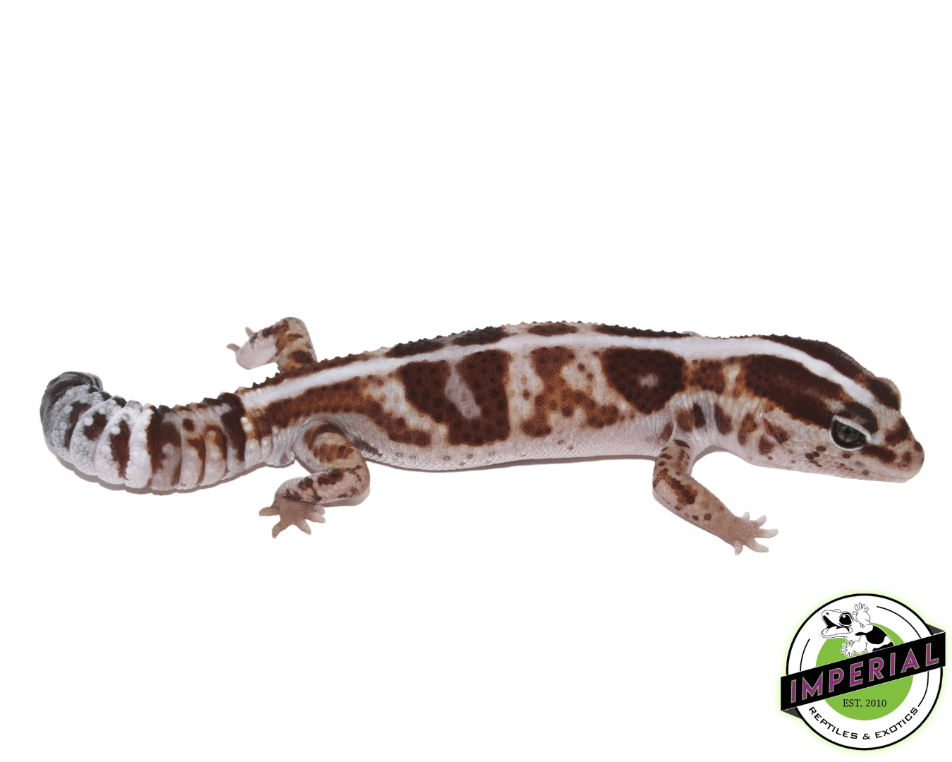 W.O. Het. Oreo ph. Caramel AFT – IMPERIAL REPTILES & EXOTICS
