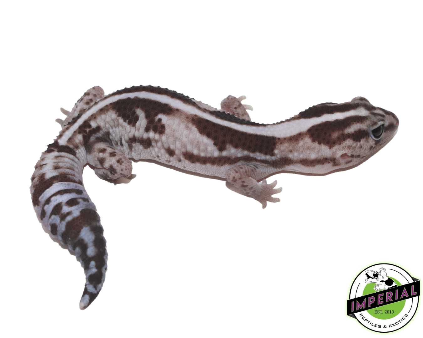 Oreo Whiteout Zero African Fat Tail Gecko Adult – IMPERIAL REPTILES ...